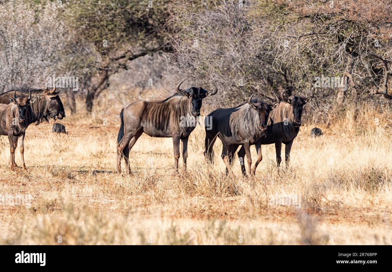 Blue Wildebeest antelope in Southern African Kalahari savannah Stock ...