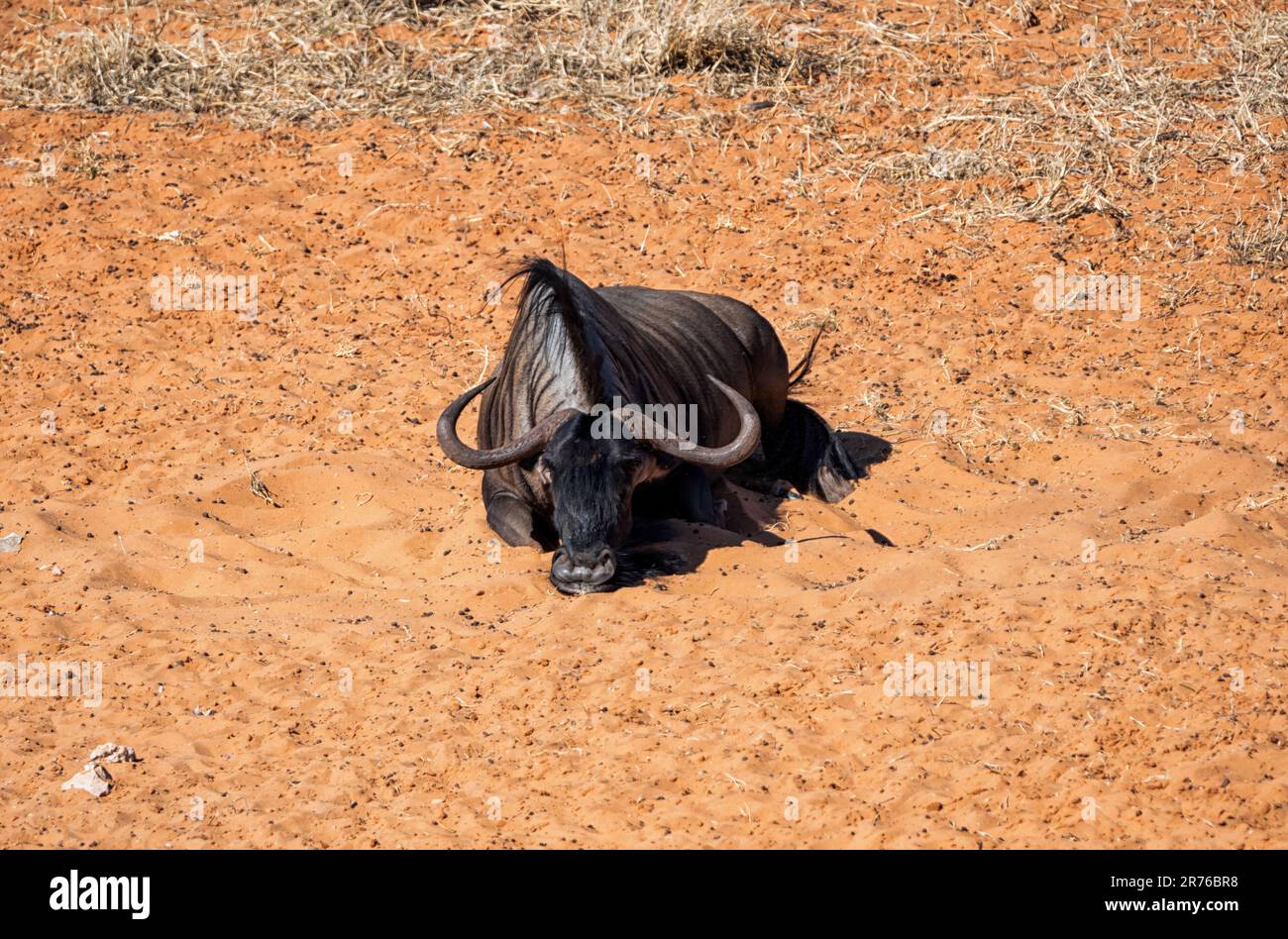 Blue Wildebeest antelope in Southern African Kalahari savannah Stock ...