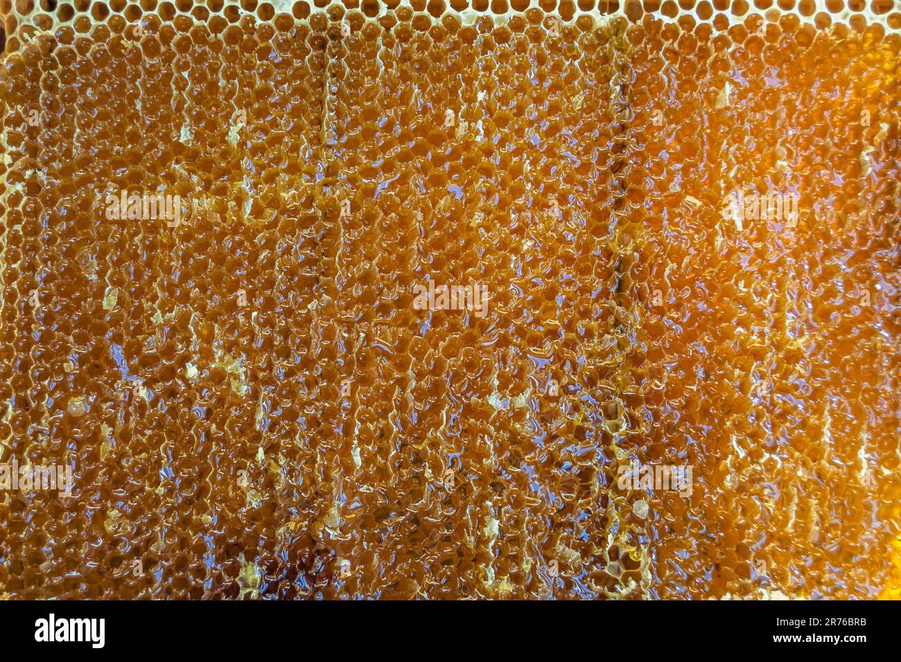 Drop of bee honey drip from hexagonal honeycombs filled with golden ...