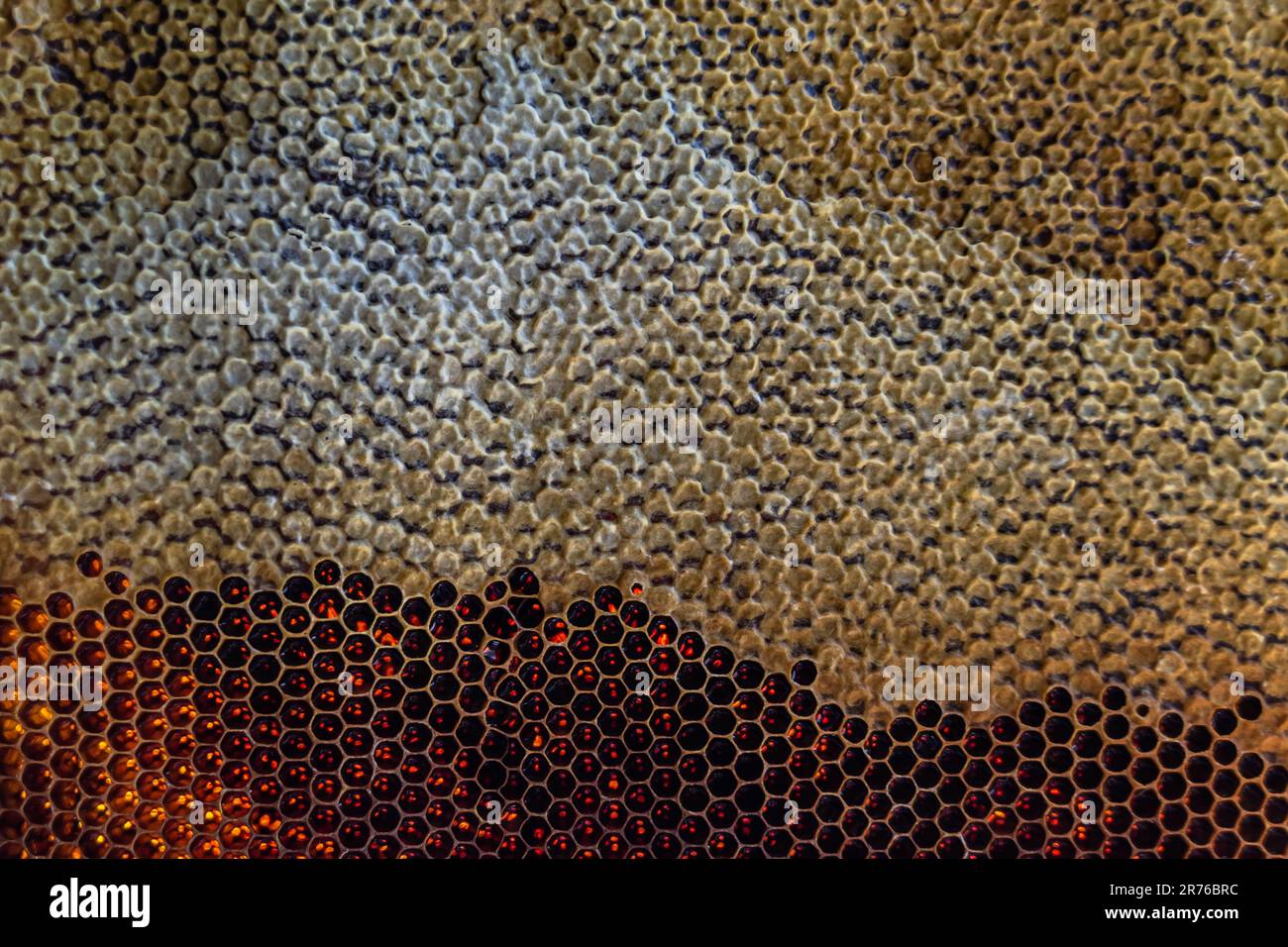 Drop of bee honey drip from hexagonal honeycombs filled with golden ...