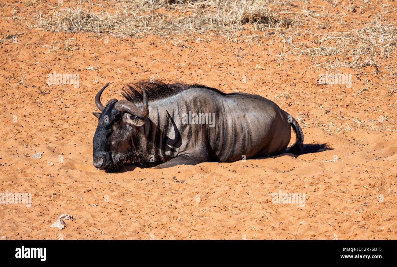 Blue Wildebeest antelope in Southern African Kalahari savannah Stock ...