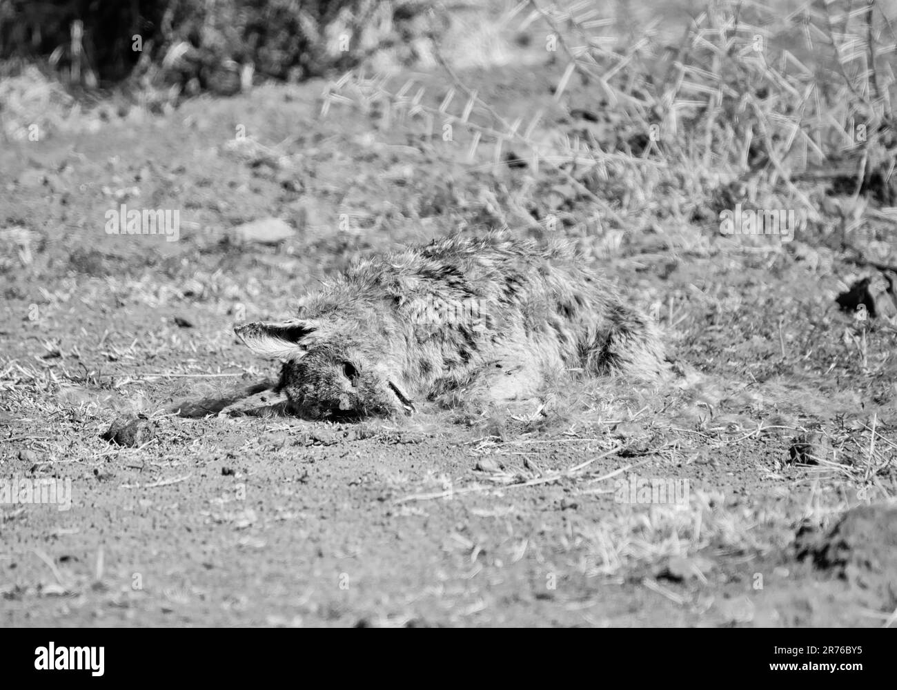 A dead Black-backed Jackal in Southern African savannah Stock Photo - Alamy