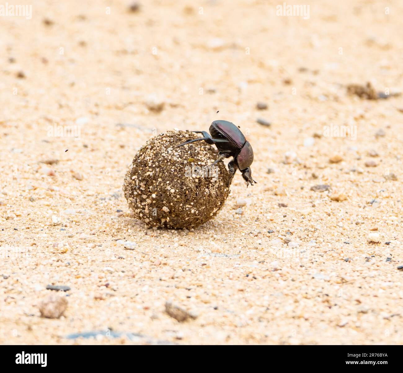 Dung Beetles rolling a dung ball in Southern African savannah Stock ...