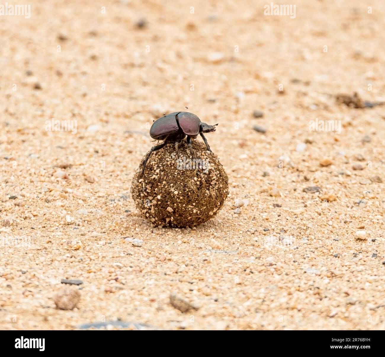Dung Beetles rolling a dung ball in Southern African savannah Stock ...