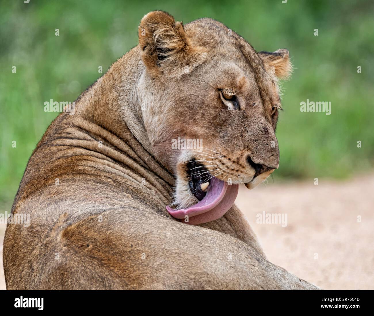 Female lion grooming herself hi-res stock photography and images - Alamy