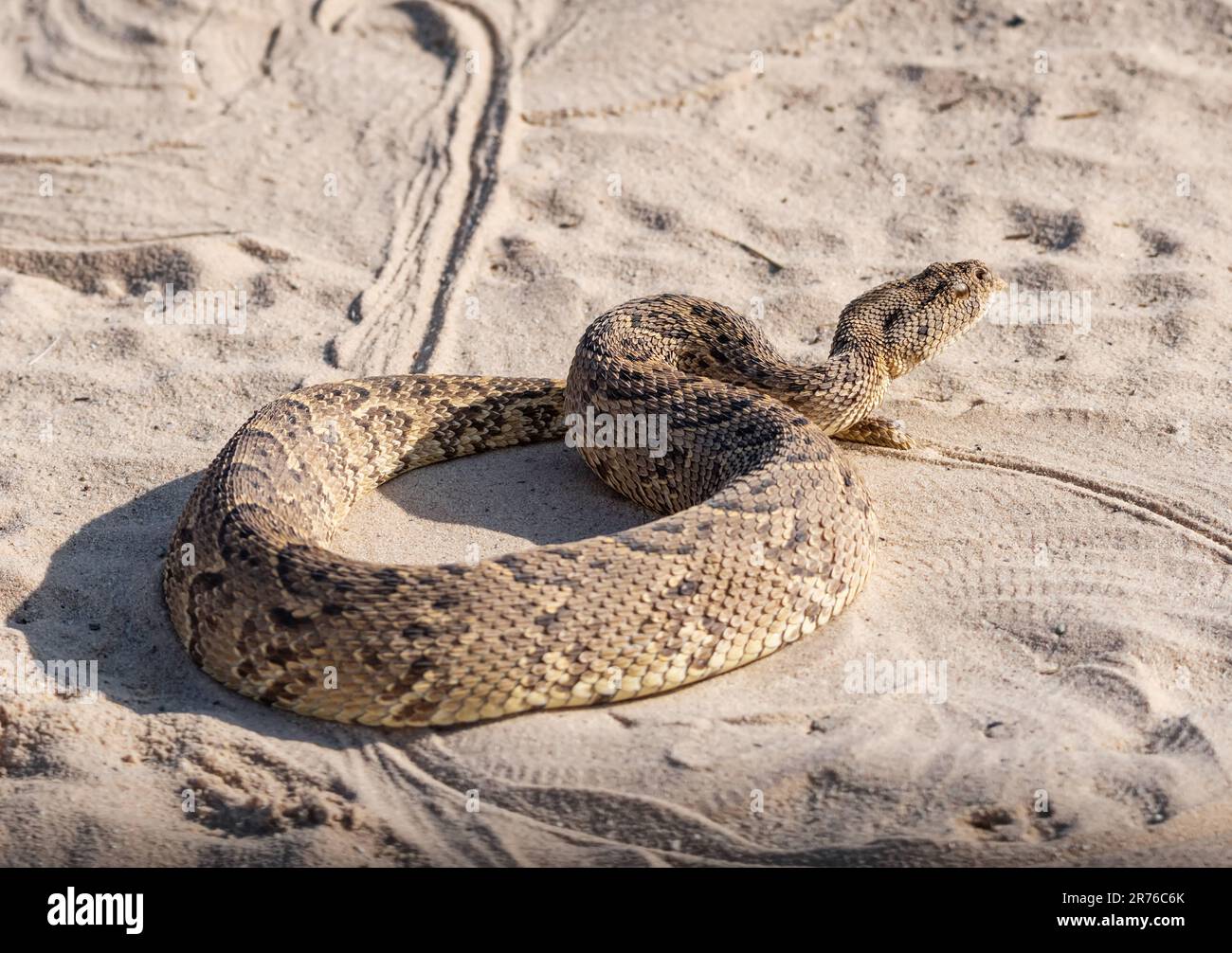 A Puff Adder snake n a dirt track in Kalahari savannah Stock Photo - Alamy