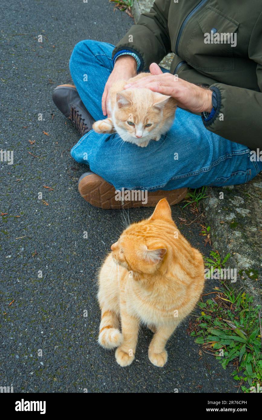 Man strocking a tabby and white kitten by an orange tabby cat Stock ...