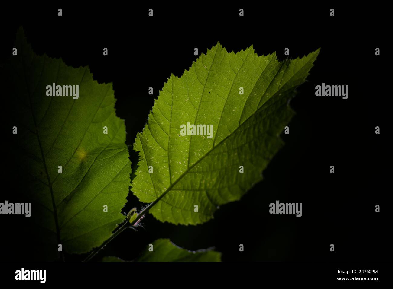 Examples of springtime hi-res stock photography and images - Alamy