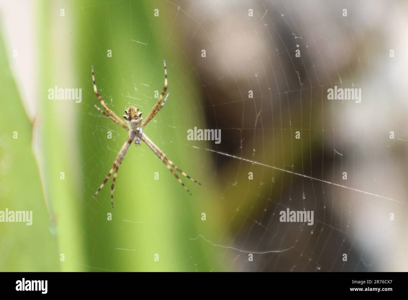 Spideroftheworld hi-res stock photography and images - Alamy