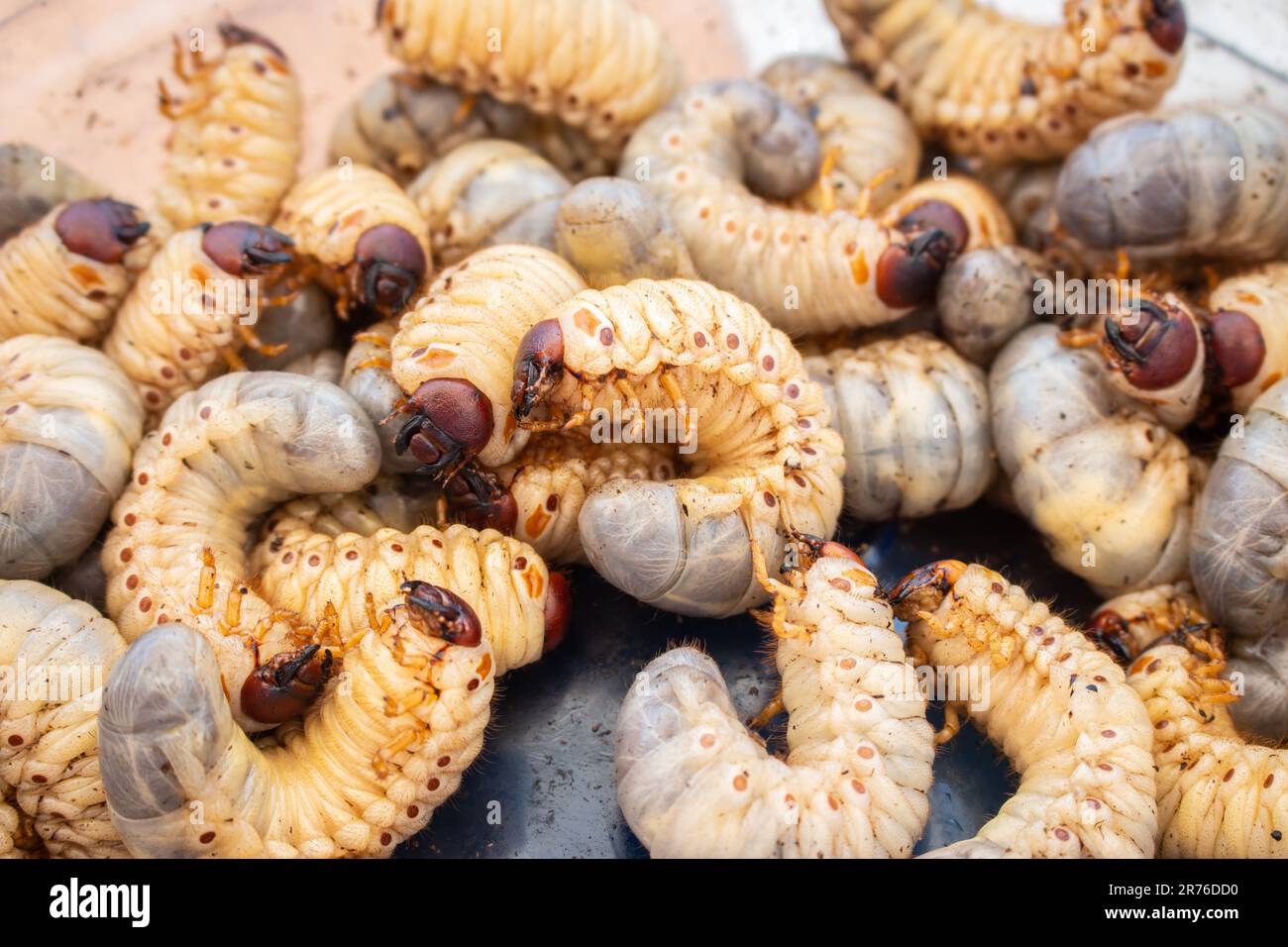 Bamboo worms close up. Living edible worms. Fat white caterpillars in ...