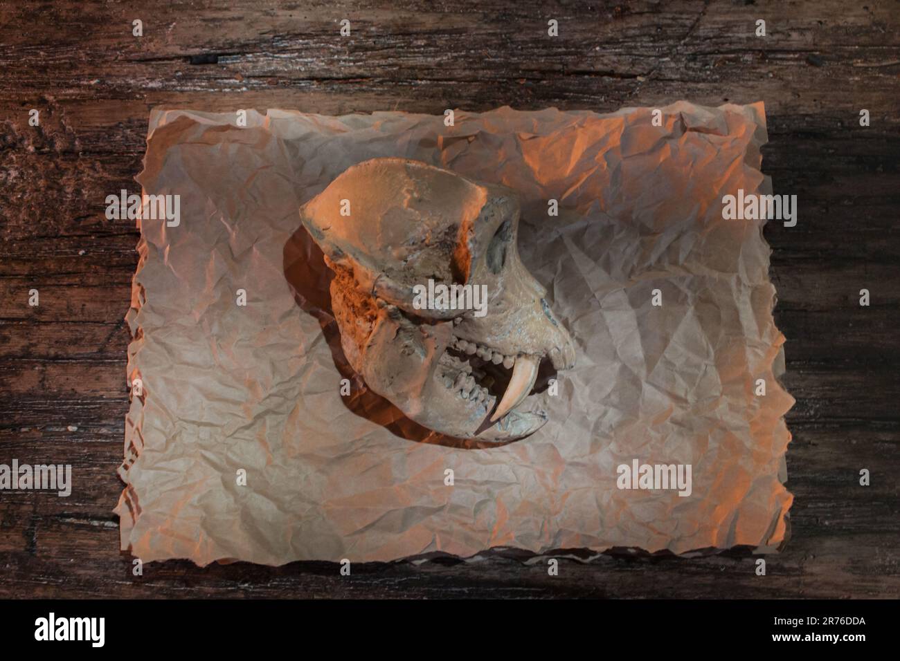 Animal skull on vintage parchment. Scary animal head with sharp teeth ...