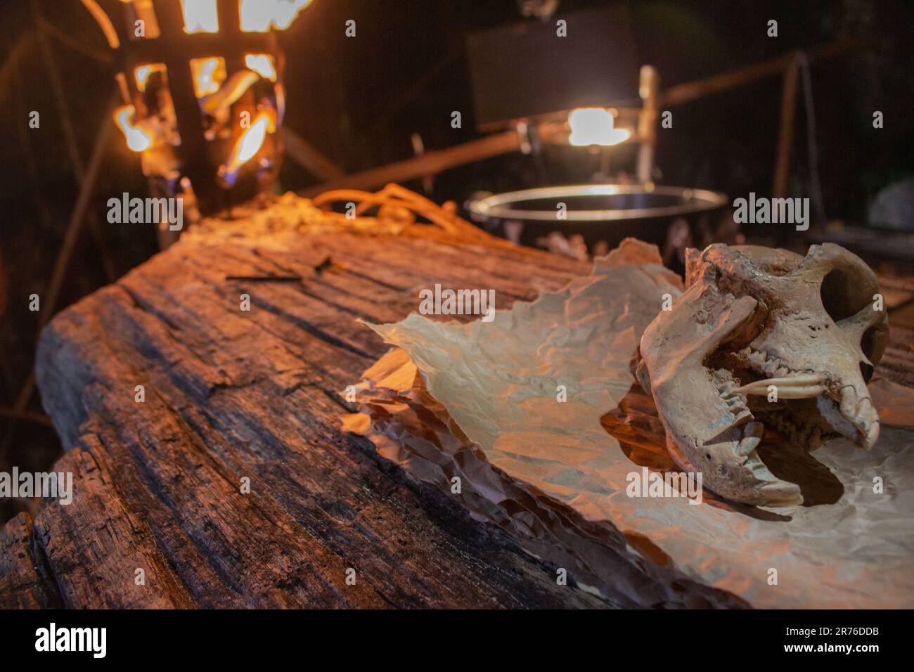Animal skull on vintage parchment. Scary animal head with sharp teeth ...