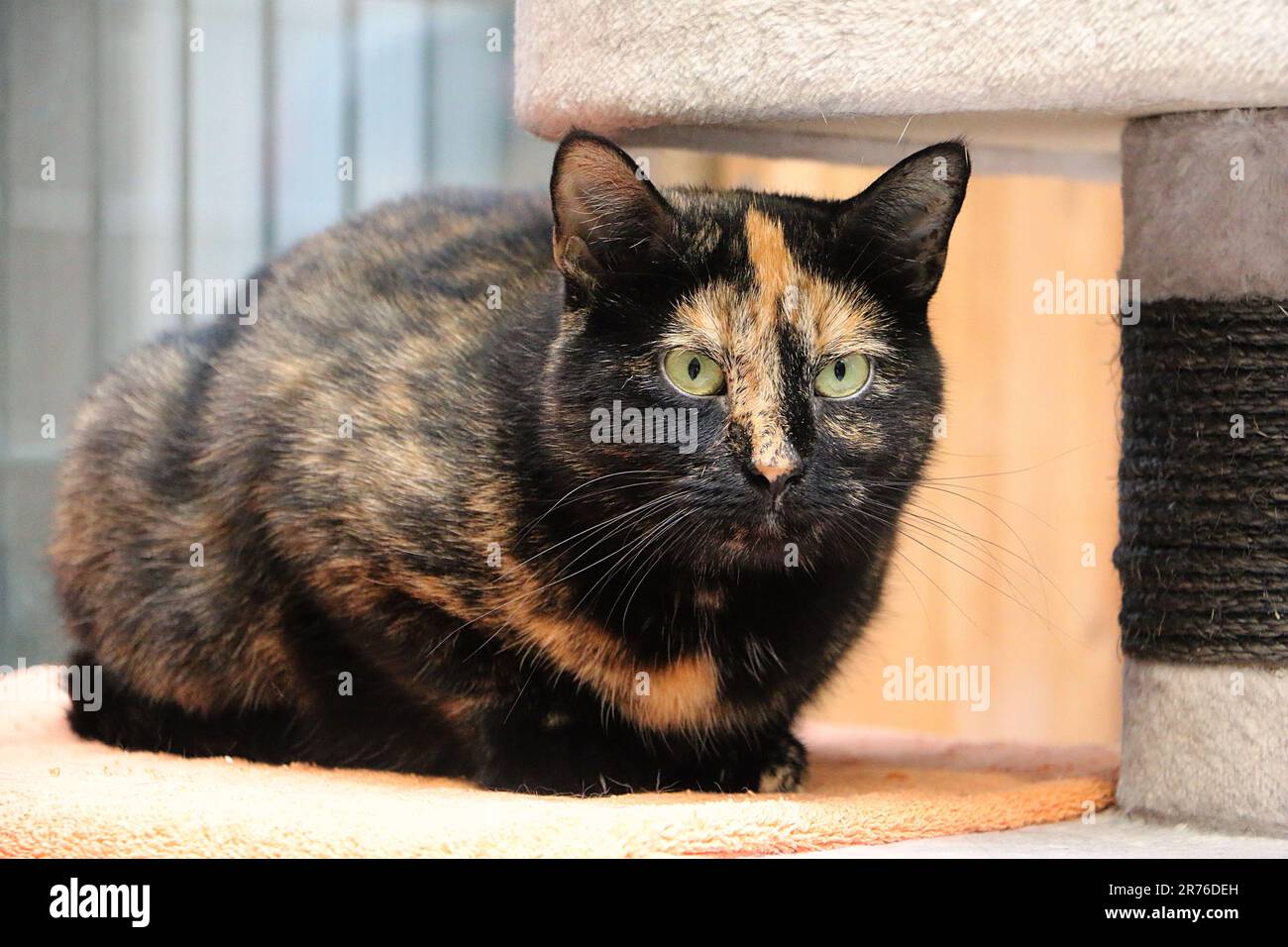 Tan cat hi-res stock photography and images - Alamy