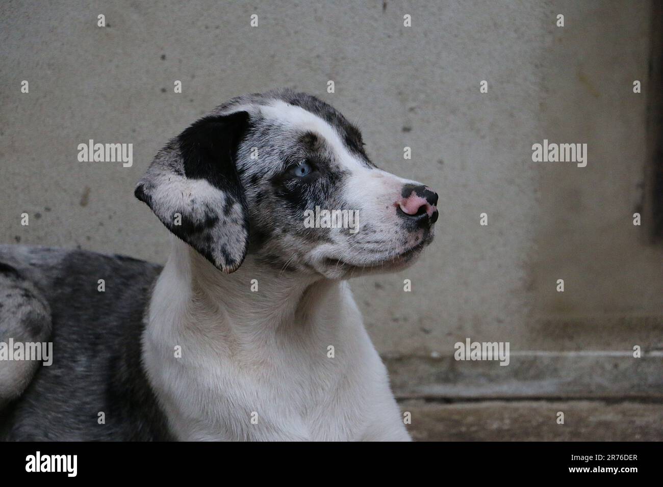 Large spotted dog hi-res stock photography and images - Alamy