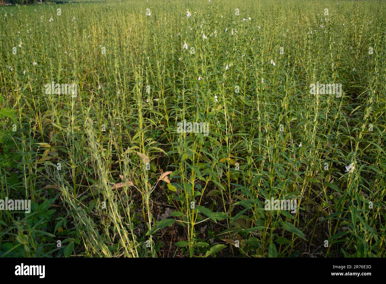 Natural Landscape view of Sesame planted in the countryside field of ...