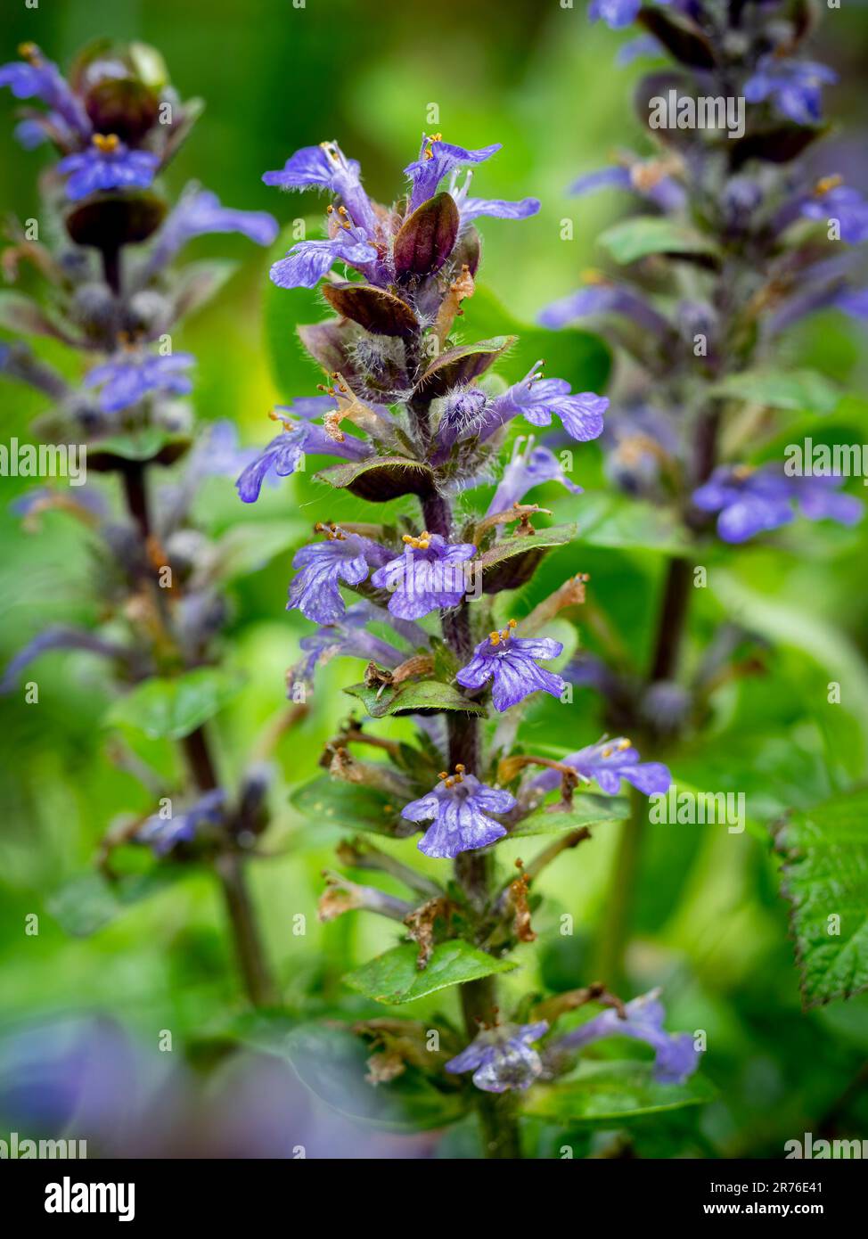 Bugle flowers hi-res stock photography and images - Alamy