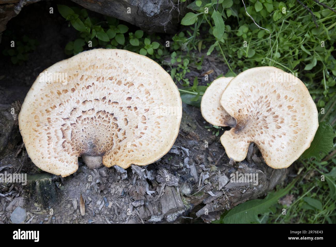 Close-up of giant tree mushrooms, fungus grow on old dead tree in the ...