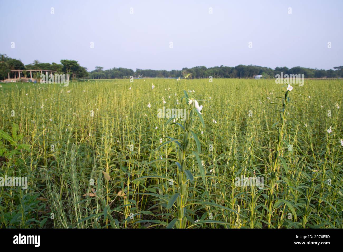 Natural Landscape view of Sesame planted in the countryside field of ...