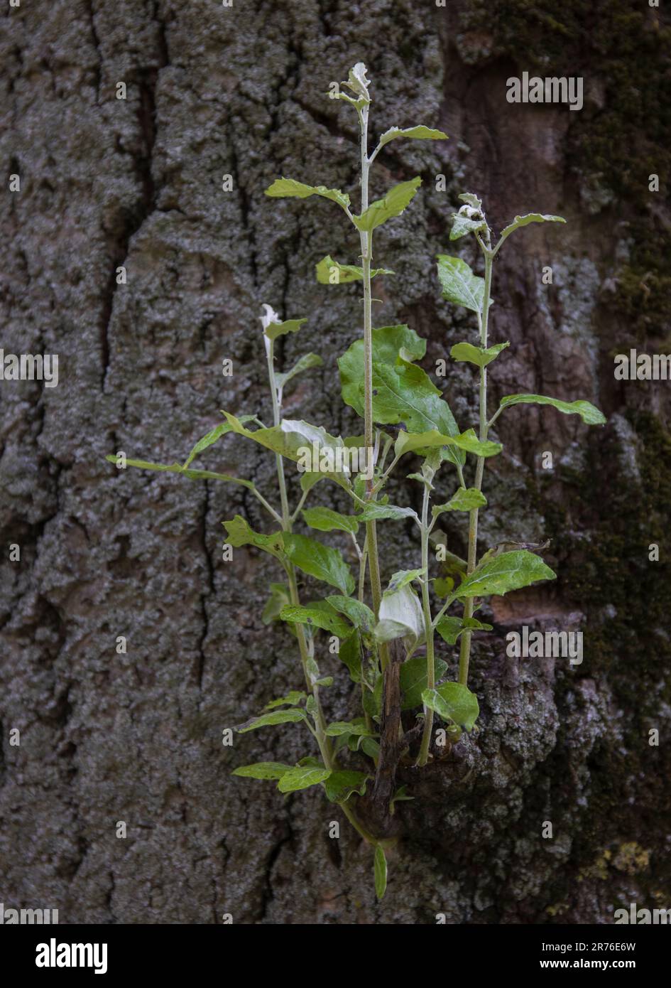 Branch tree green sprout hi-res stock photography and images - Alamy
