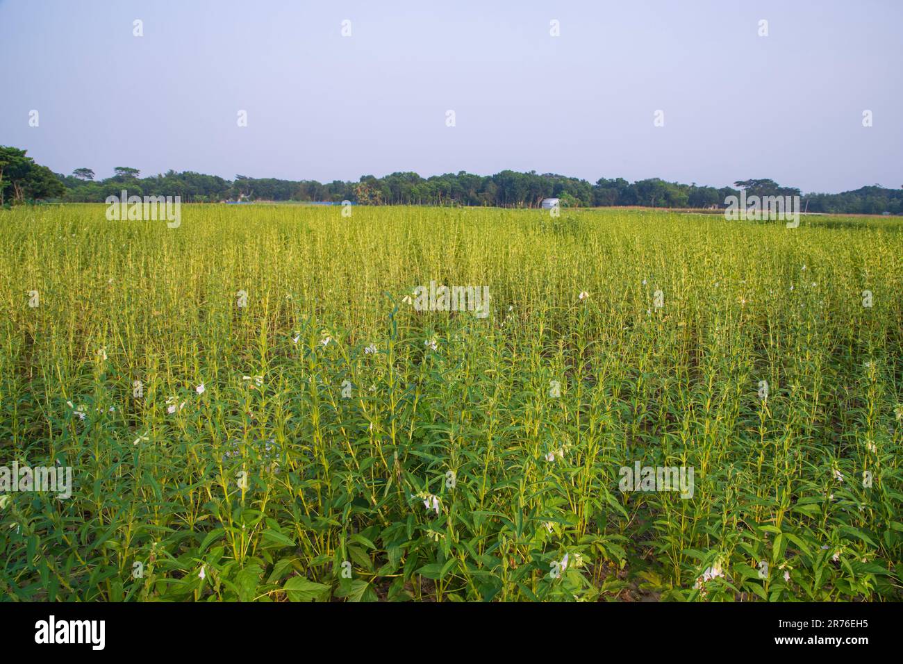 Natural Landscape view of Sesame planted in the countryside field of ...