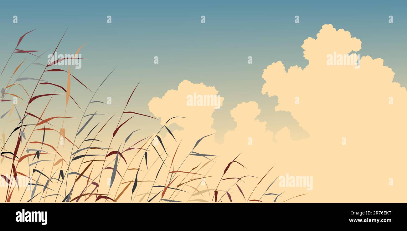 Reed vegetation Stock Vector Images - Alamy