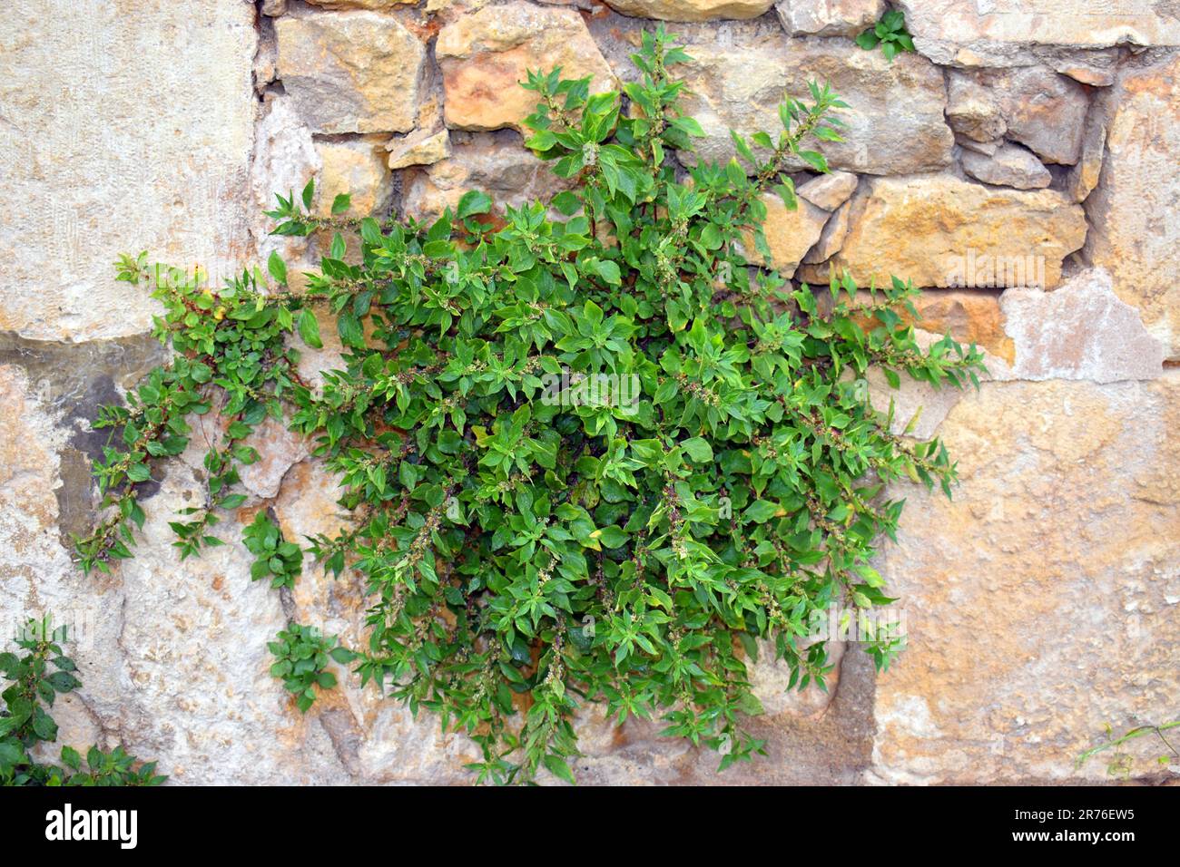 The spreading pellitory (Parietaria judaica) is a plant that causes ...