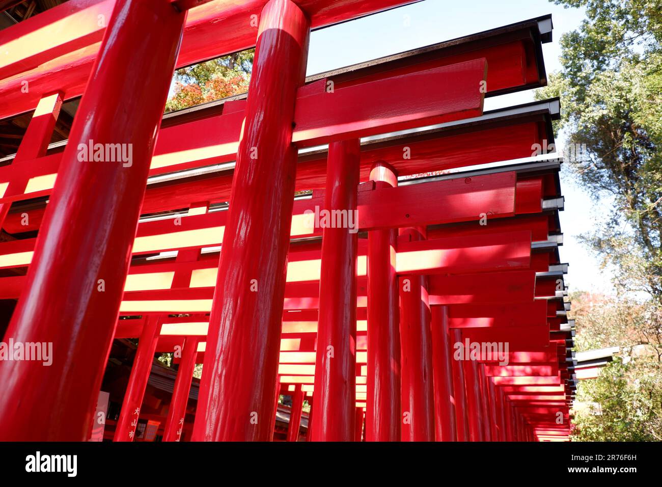 The bright red Shinji gates lining the pathway to the Inuyama castle ...