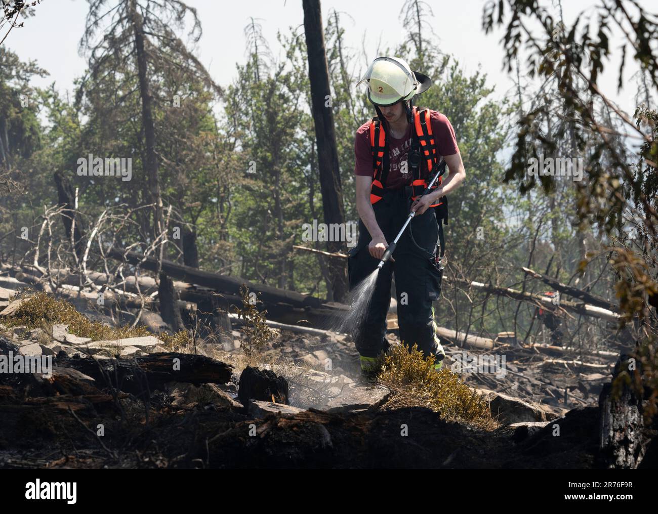 Oberursel, Germany. 13th June, 2023. A firefighter extinguishes nests ...
