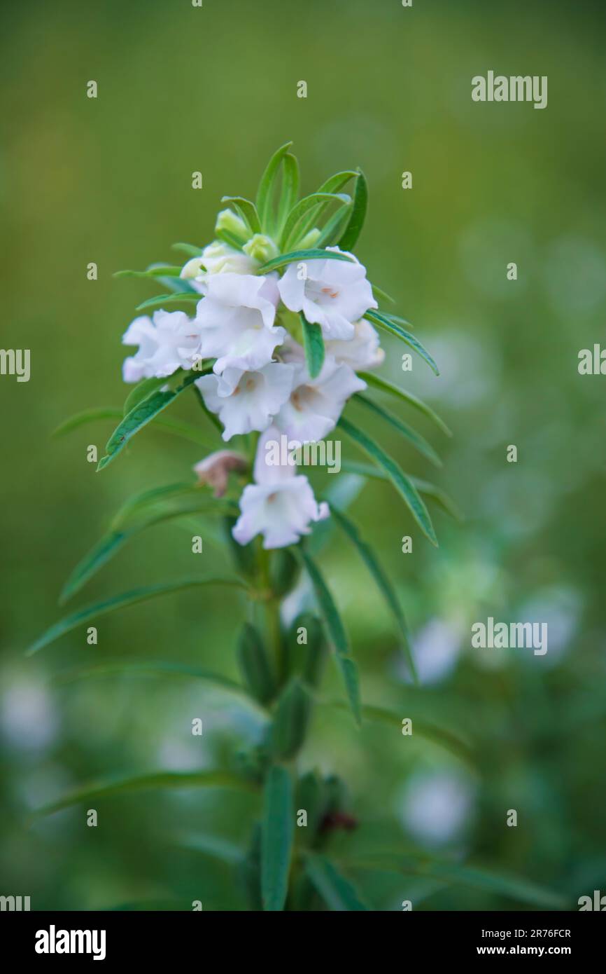 Sesame white flowers in the garden tree with a Blurry background ...