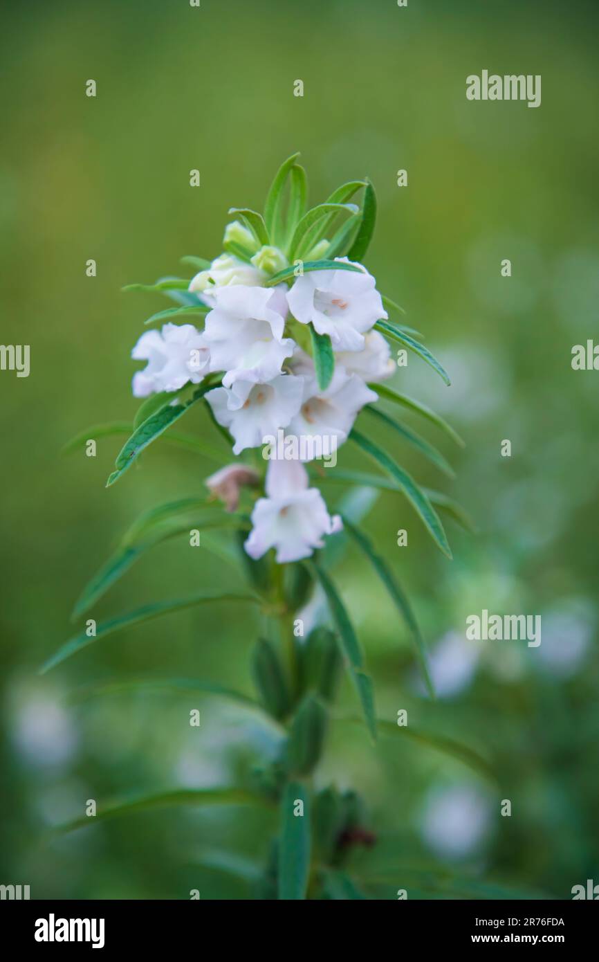 Sesame white flowers in the garden tree with a Blurry background ...