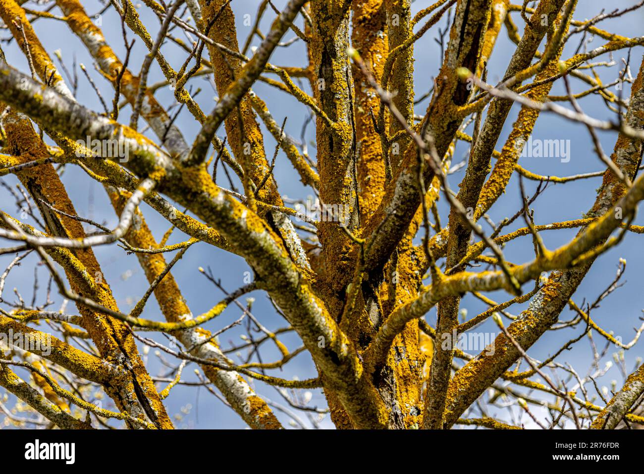 Tree with lichen on its branches Stock Photo - Alamy