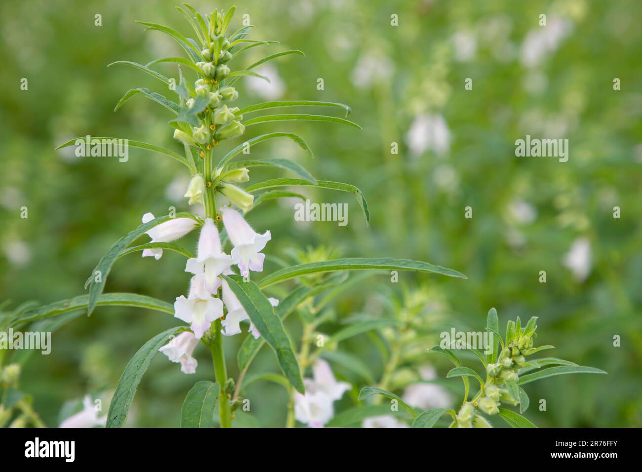 Sesame leaf hi-res stock photography and images - Alamy