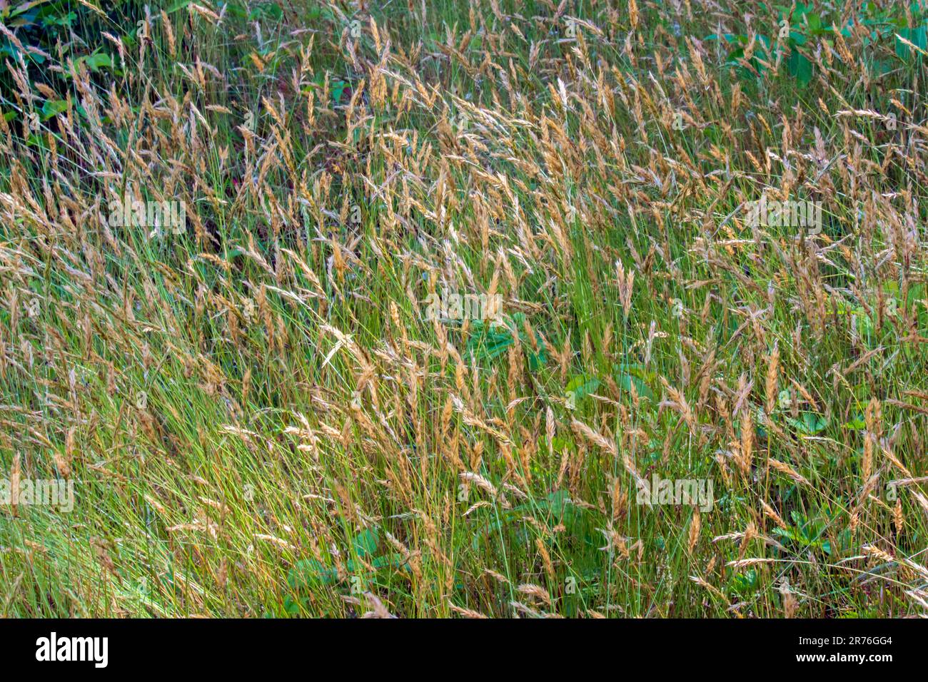 Sweet Vernal grass growing in a meadow in Pennsylvania Stock Photo - Alamy