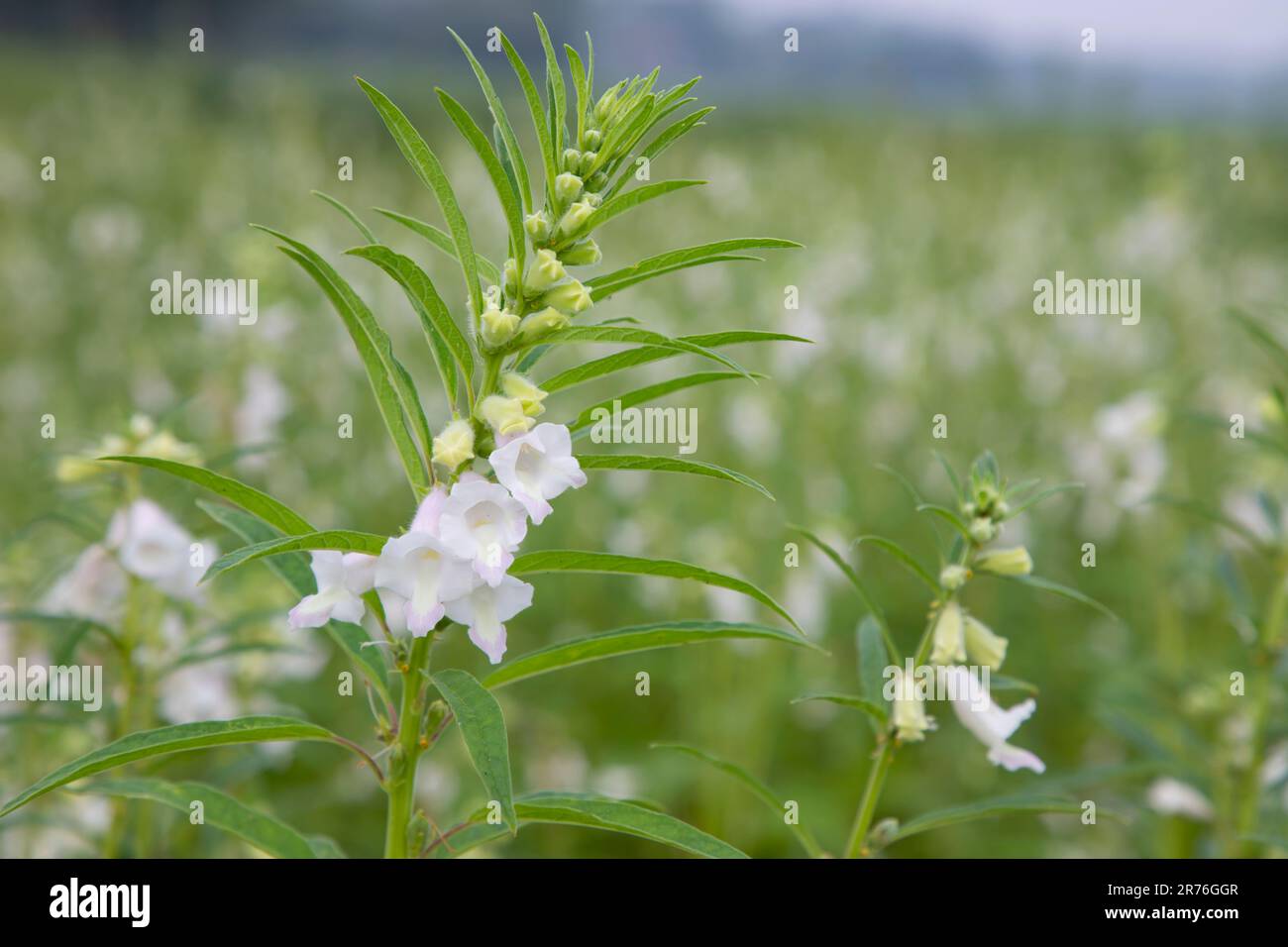 Sesame white flowers in the garden tree with a Blurry background ...