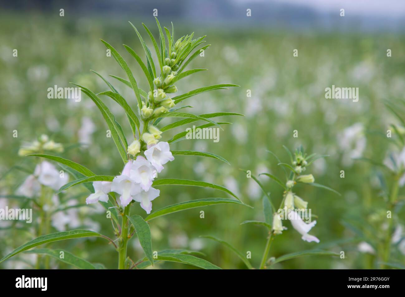 Sesame white flowers in the garden tree with a Blurry background ...
