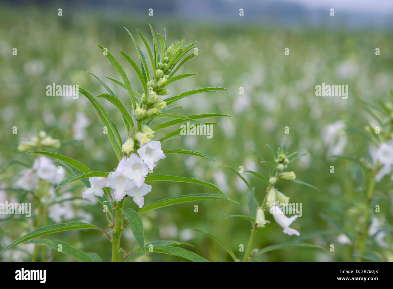 Sesame white flowers in the garden tree with a Blurry background ...