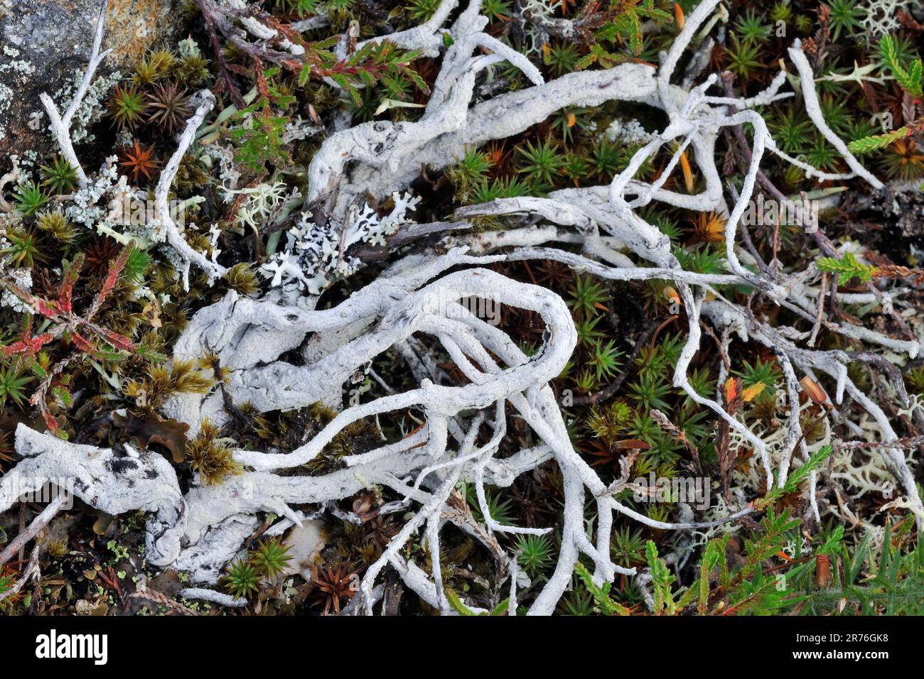 Ling Heather (Calun vulgaris) close-up of woody stems of old-growth ...
