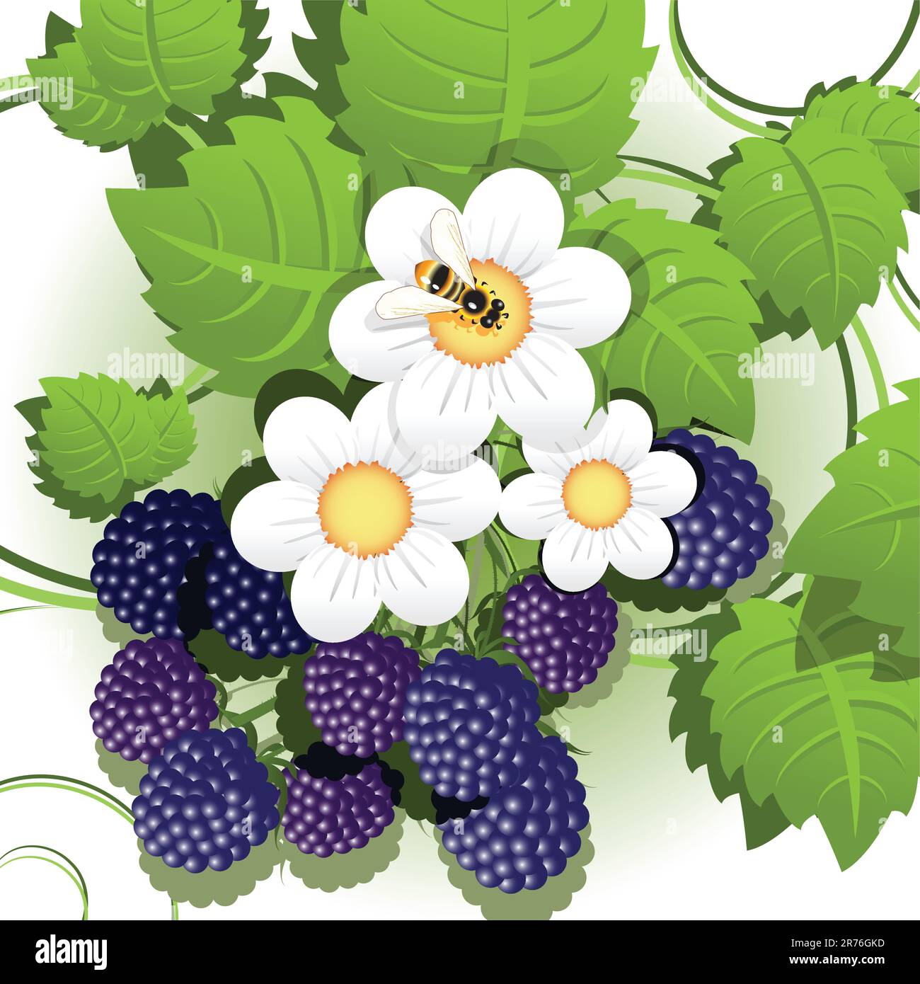 Rubus bush Stock Vector Images - Alamy