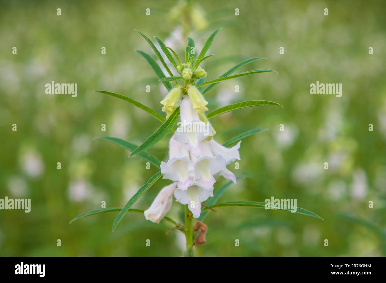 Sesame white flowers in the garden tree with a Blurry background ...