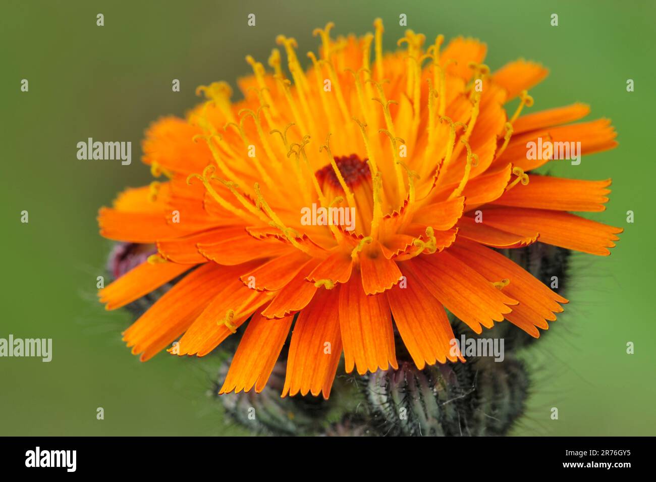 Flowering hawkweed hi-res stock photography and images - Alamy
