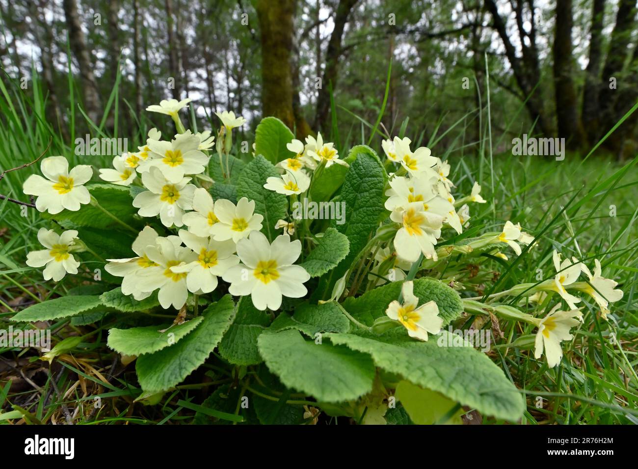 Primrose (Primula vulgaris) clump of flowers growing near to the ...