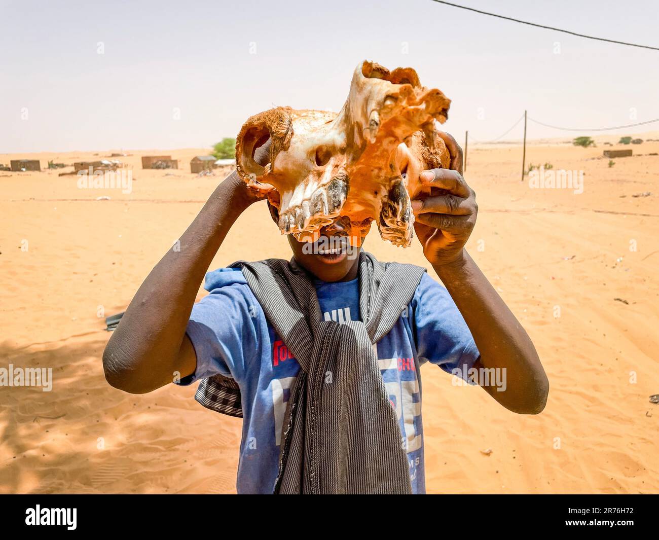 Mauritania, Adrar region, Chinguetti, animal skull Stock Photo - Alamy