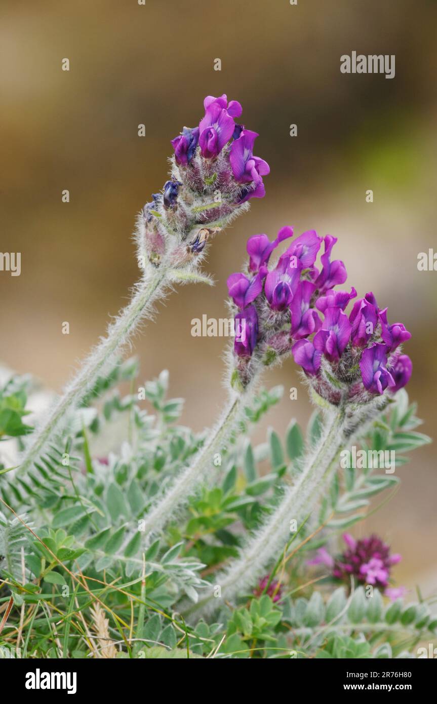 Milk vetch uk hi-res stock photography and images - Alamy