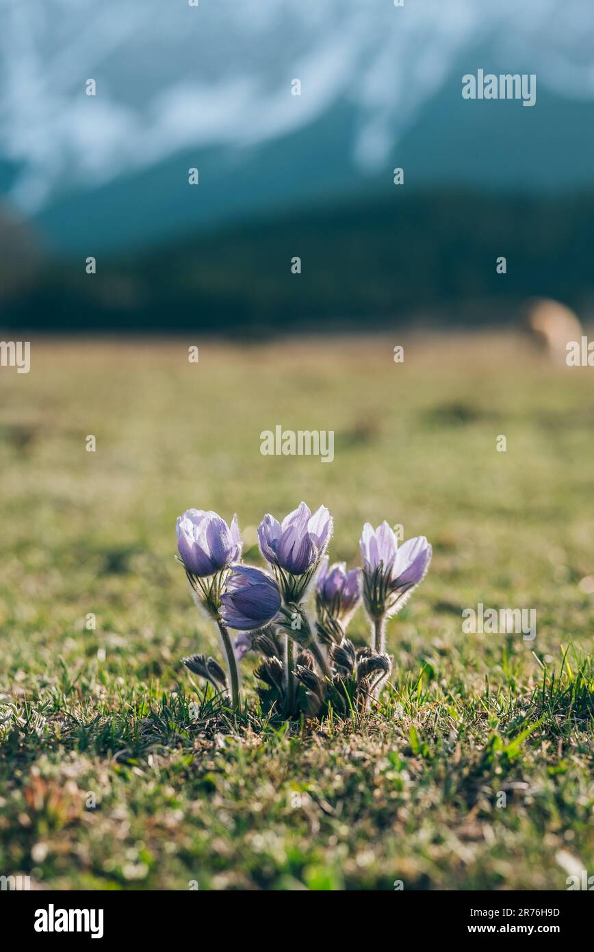 The purple flowers growing in a green grass field in Alberta, Canada ...