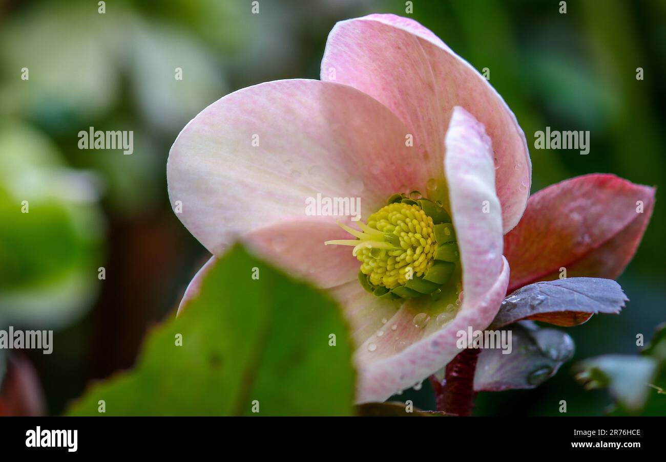 Snow and a rose hi-res stock photography and images - Alamy