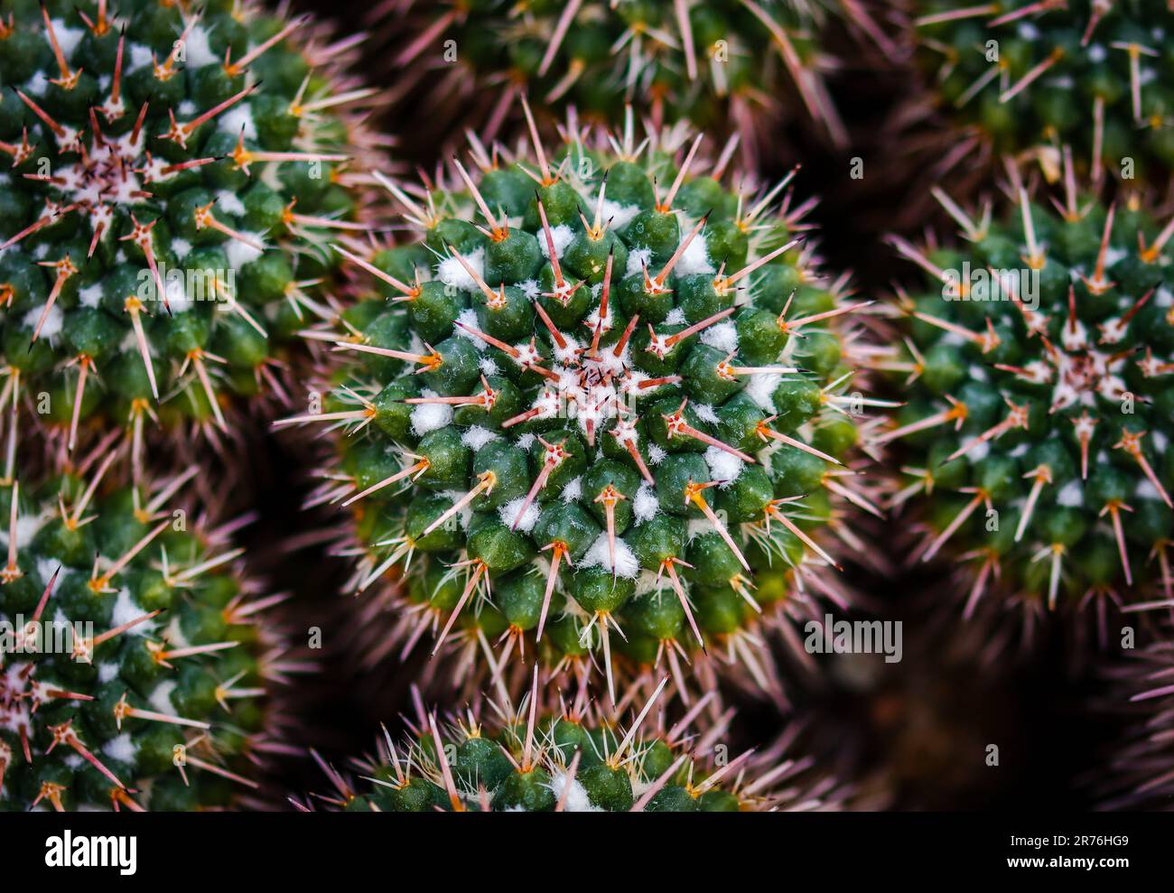 Cactus flora and fauna hi-res stock photography and images - Alamy