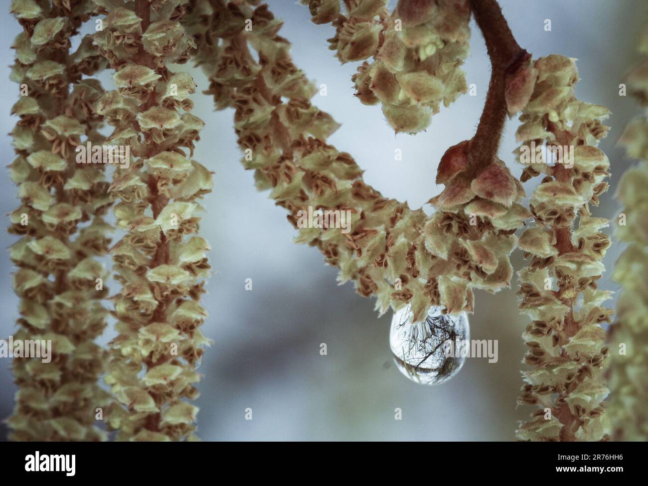 Raindrop plant hi-res stock photography and images - Alamy