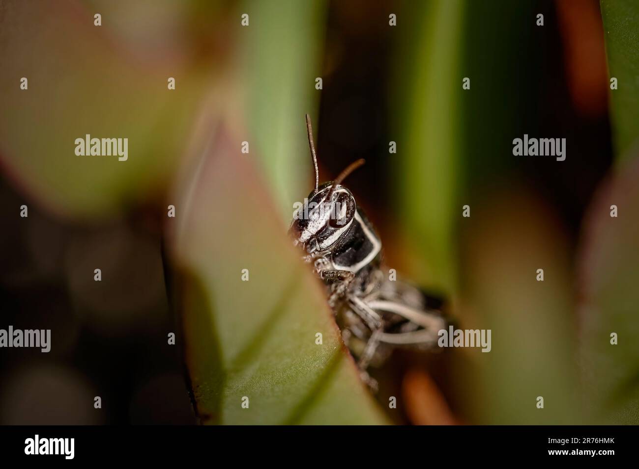 Small grasshopper hidden among leaves. Low depth of field Stock Photo ...