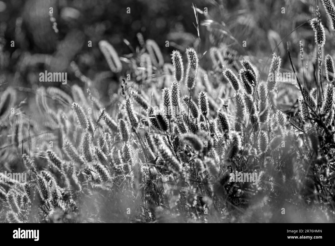Hairy plants from a northern portuguese meadow at sunset. Converted ...