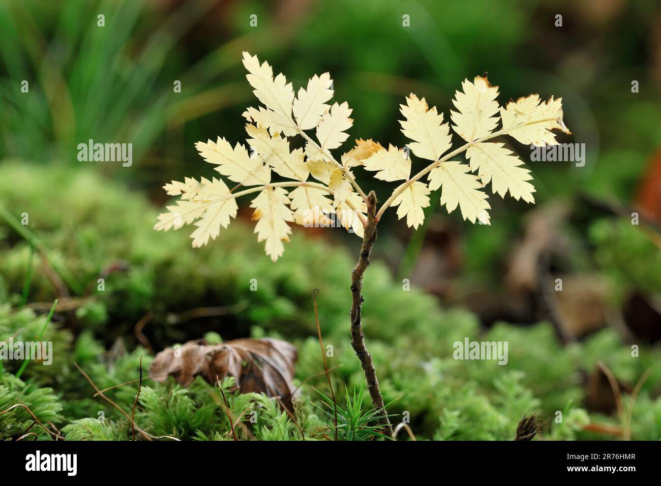 Rowan (Sorbus aucuparia) close-up of seedling tree in autumn showing ...